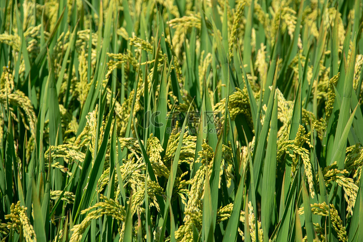 秋天成熟的稻田高清摄影大图-千库网
