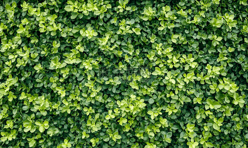 天然植物叶子纹理背景高清摄影大图-千库网