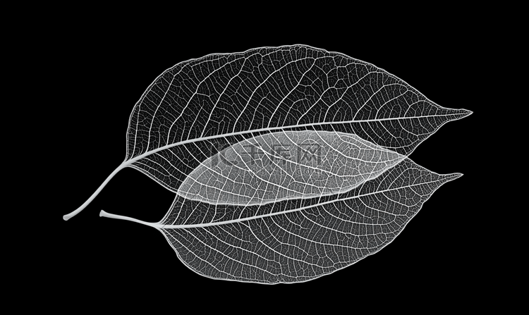 叶纹理黑白设计黑叶骨架微距自然纹理壁纸黑白高清摄影大图-千库网