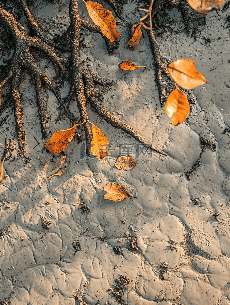 退潮时纹理背景下的红树林泥浆特写高清摄影大图-千库网