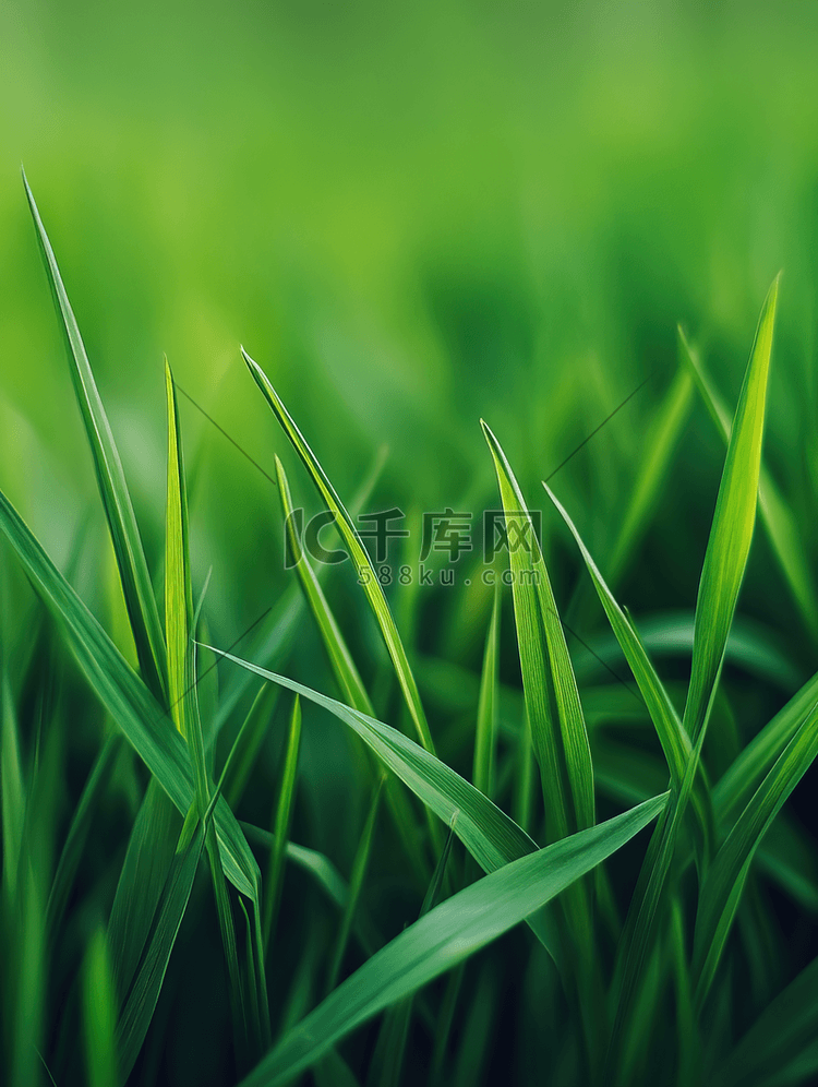 纹理背景绿草高清摄影大图-千库网