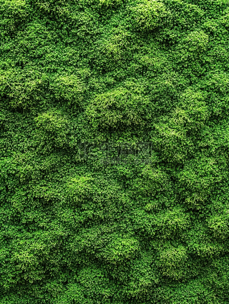 森林自然背景苔藓纹理特写苔藓绿色背景结构草宏高清摄影大图-千库网