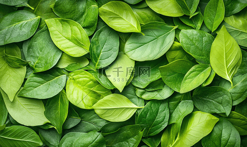 新鲜叶子纹理的背景高清摄影大图-千库网
