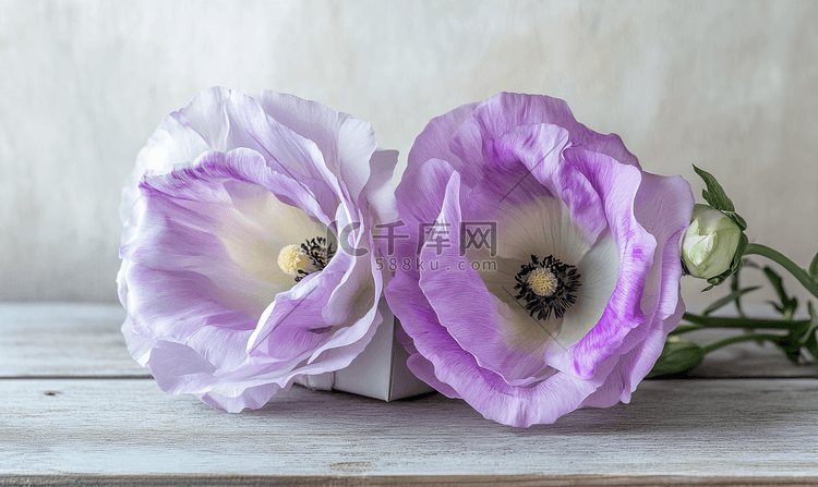美丽的洋桔梗花和木质纹理的装饰包装礼盒高清摄影大图-千库网