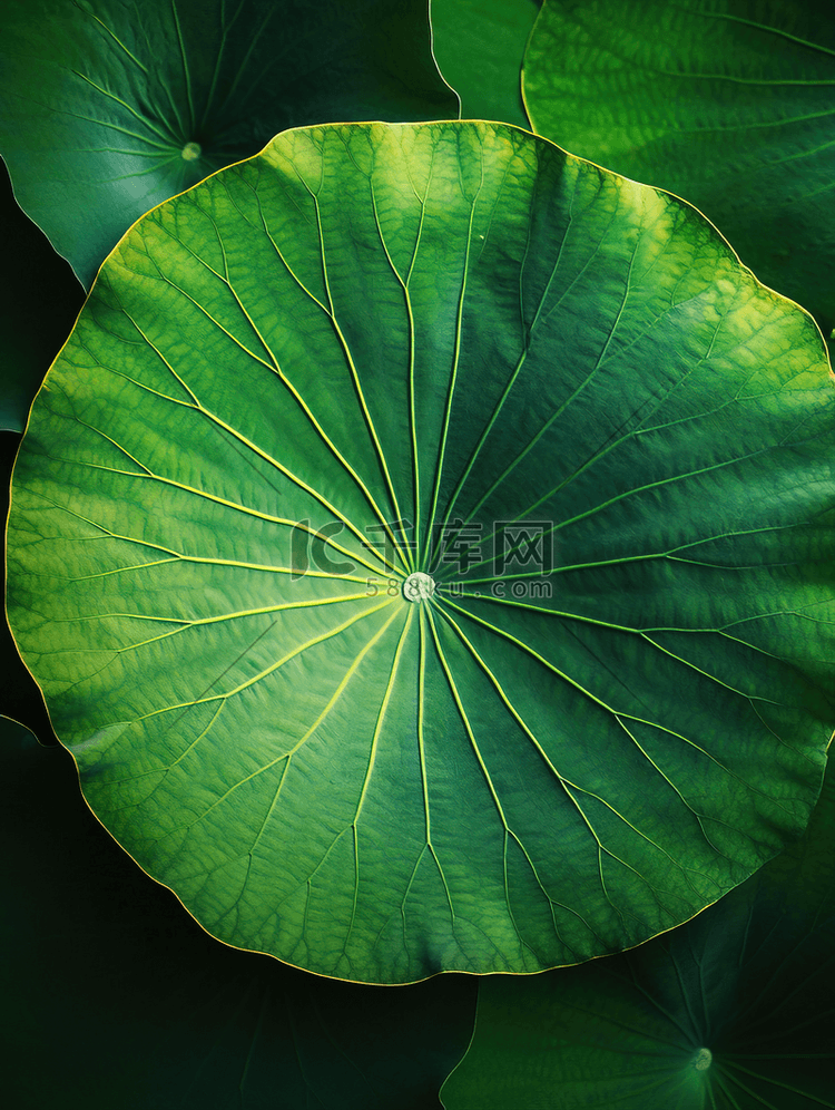 完美的绿色荷叶纹理高清摄影大图-千库网