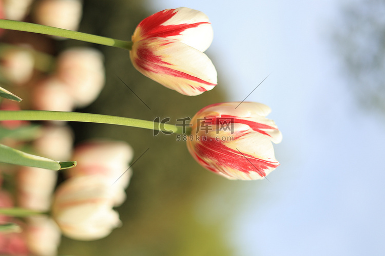 111111111111高清摄影大图-千库网