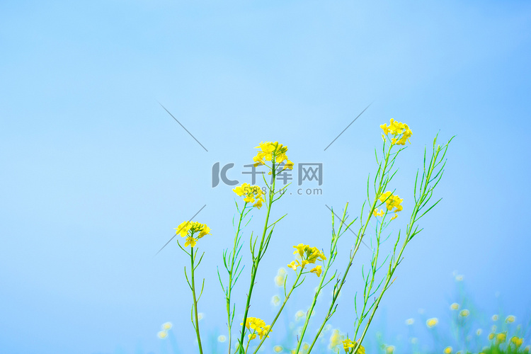 春天盛开的黄色油菜花高清摄影大图-千库网