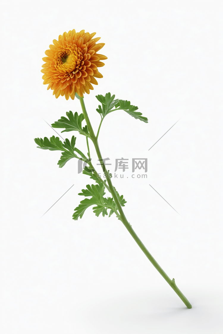 一朵花长在茎上有叶子高清图片高清摄影大图-千库网