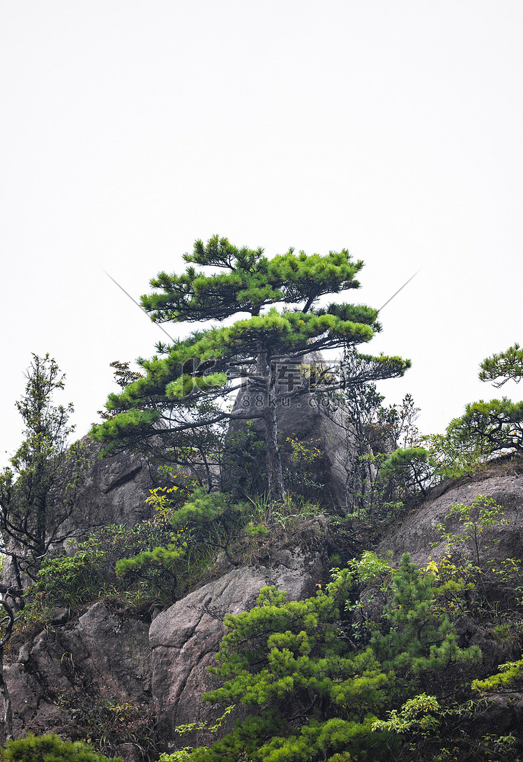 安徽黄山自然风景区的松树高清摄影大图-千库网