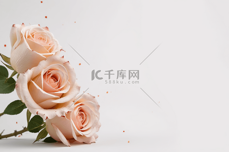 极简香槟玫瑰留白海报背景图片高清摄影大图-千库网