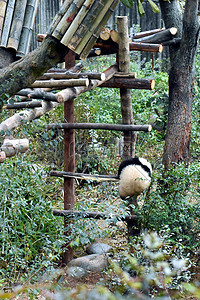 熊猫木架活动瞬间高清摄影大图-千库网