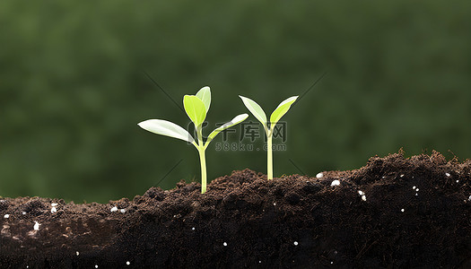 坚韧的树苗从古老树桩的风化遗迹中发芽高清摄影大图-千库网