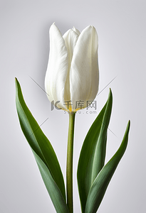 纯洁的白色郁金香优雅绽放的郁金香高清摄影大图-千库网