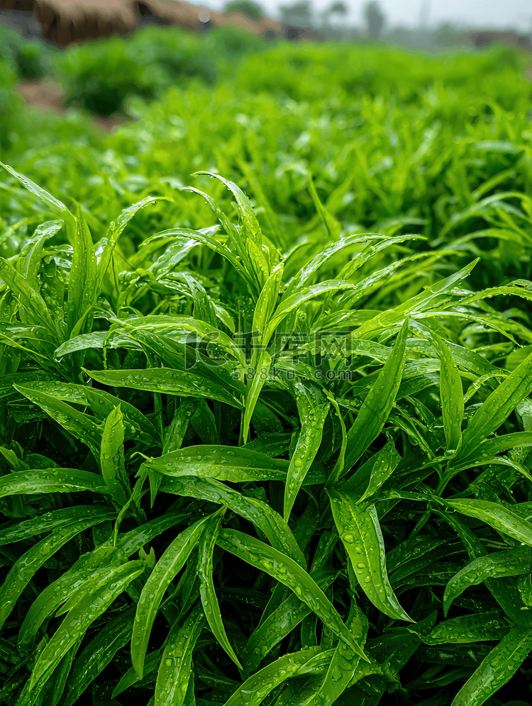 绿色植物叶片特写高清摄影大图-千库网