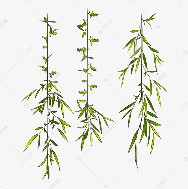 绿色垂柳枝素材图片免费下载-千库网