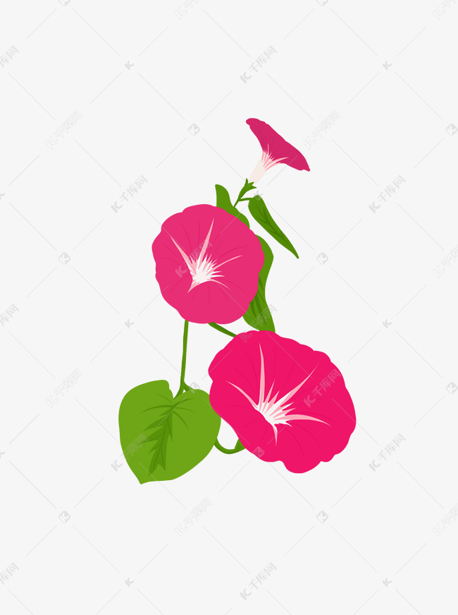 植物花牵牛花素材图片免费下载-千库网