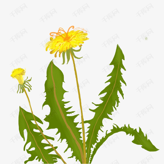 手绘蒲公英矢量素材图片免费下载-千库网