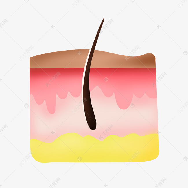 皮肤毛囊卡通插画素材图片免费下载-千库网