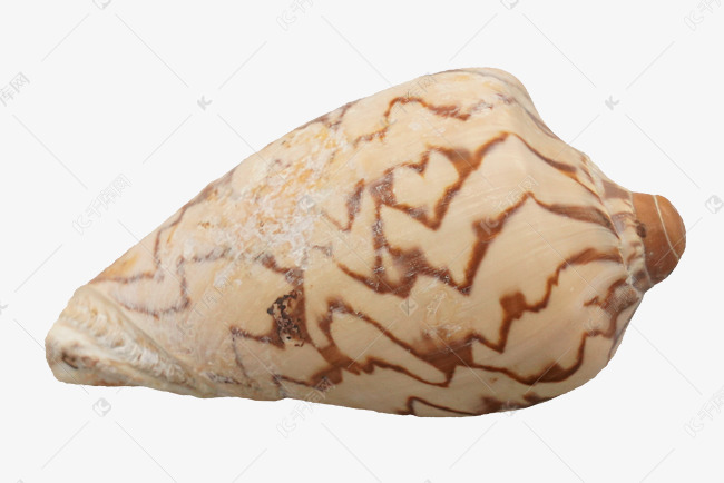 彩色花纹海洋海螺素材图片免费下载-千库网