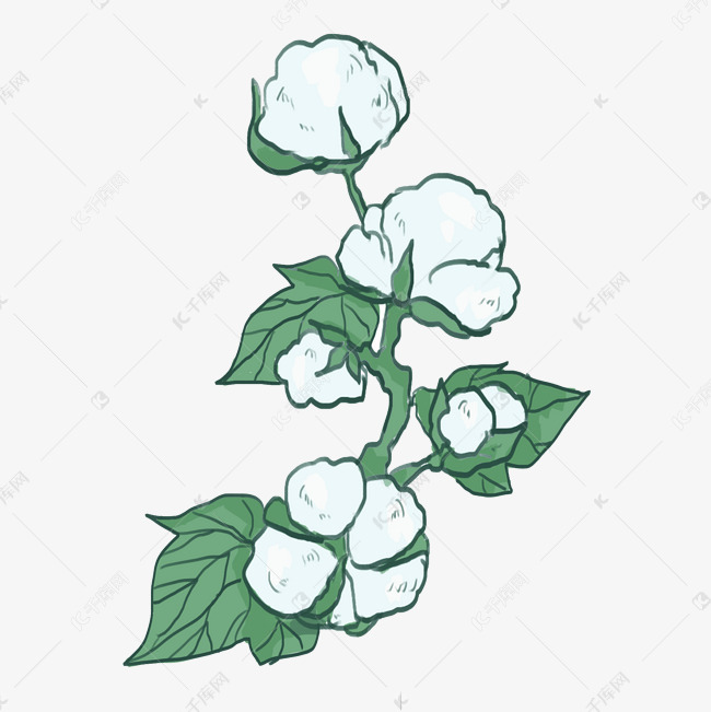 棉花手绘装饰水彩风素材图片免费下载-千库网