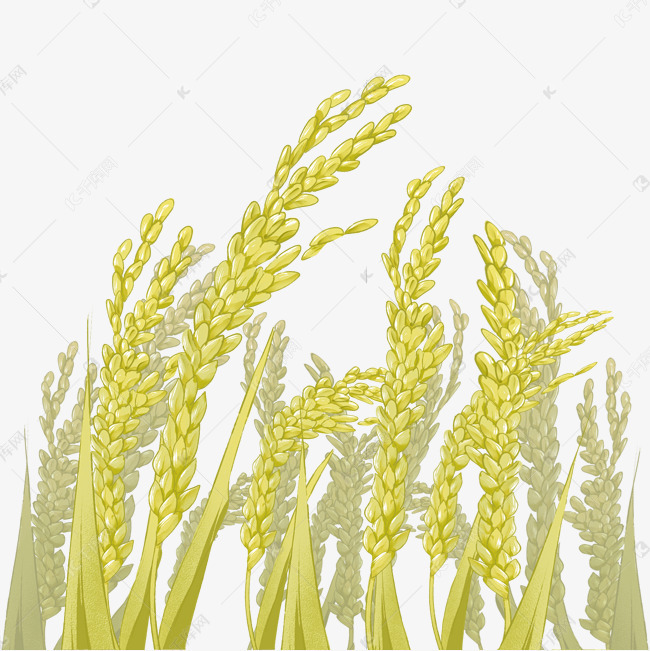 穗子粮食稻子素材图片免费下载-千库网