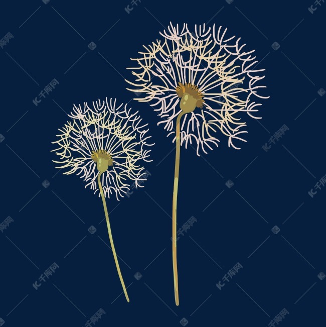 夏季植物蒲公英素材图片免费下载-千库网