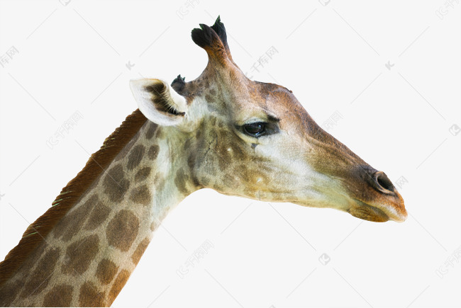动物长颈鹿素材图片免费下载-千库网