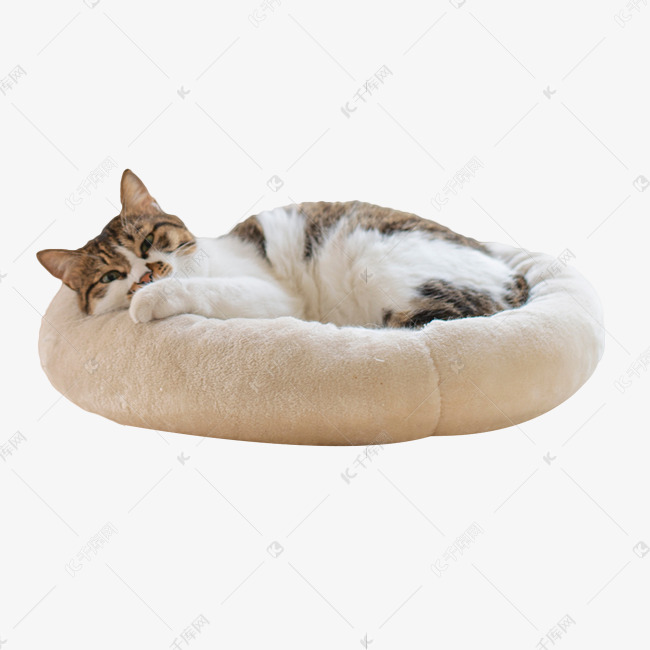睡觉的猫素材图片免费下载-千库网