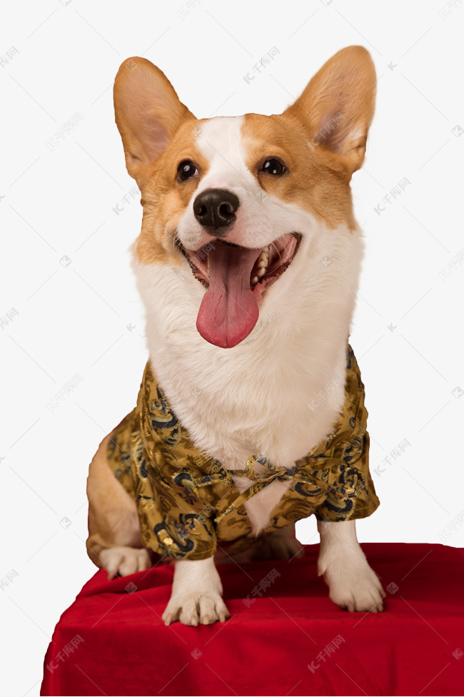 吐舌头的柯基犬素材图片免费下载-千库网