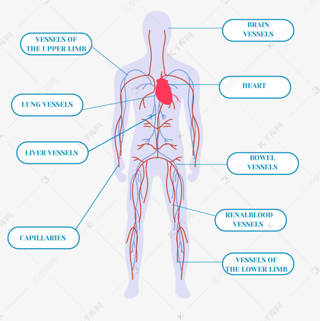 卡通手绘血管循环身体插画素材图片免费下载-千库网