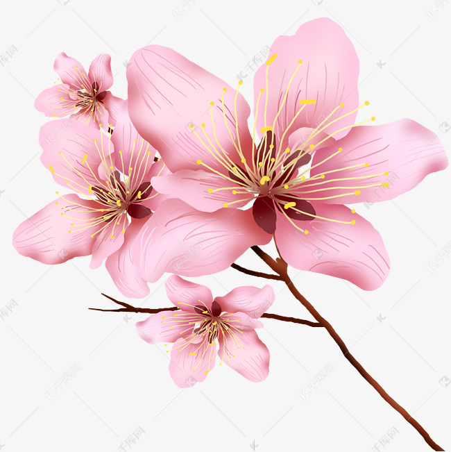 粉红色桃花特写素材图片免费下载-千库网