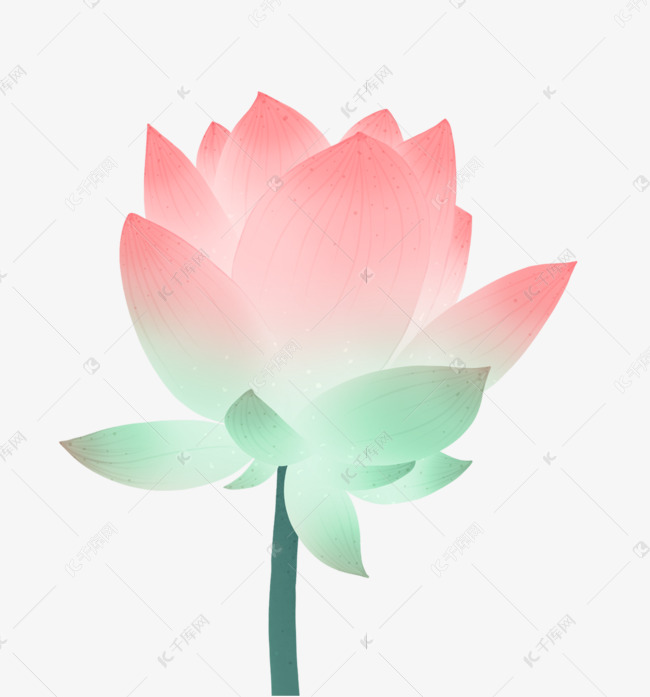 荷花植物素材图片免费下载-千库网