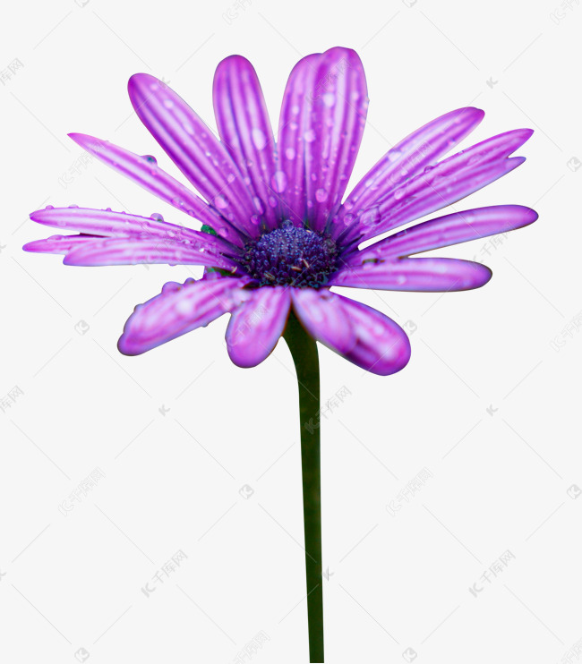 紫色小花素材图片免费下载-千库网
