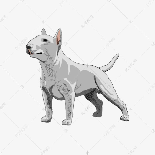 强壮的白色牛头梗素材图片免费下载-千库网