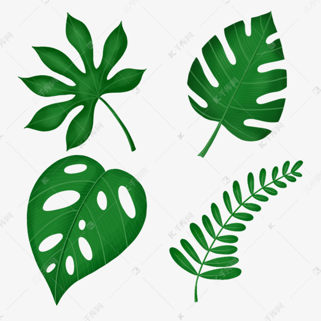 热带雨林里的夏季热带树叶素材图片免费下载-千库网