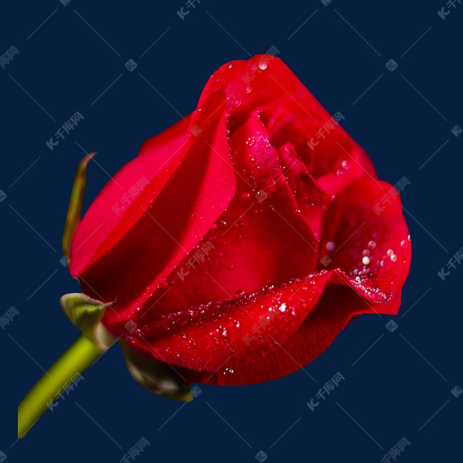 玫瑰花爱情水珠素材图片免费下载-千库网