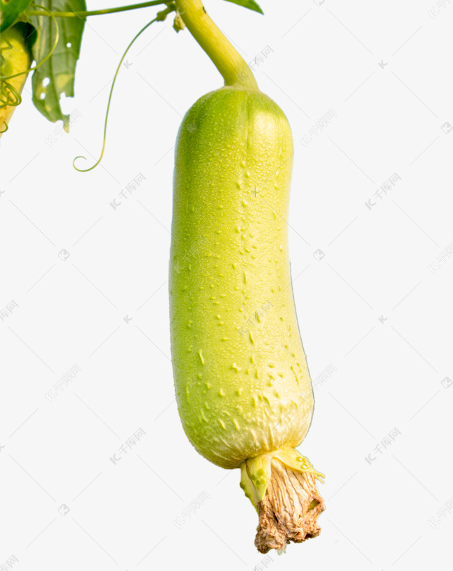 蔬菜白天丝瓜菜园蔬菜素材图片免费下载-千库网