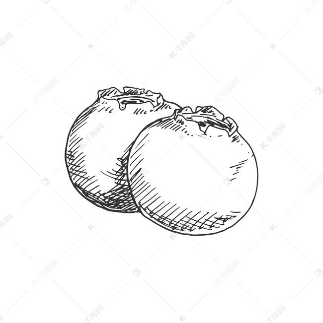 沼泽越橘蓝莓分离成熟浆果单色素描。素材图片免费下载-千库网