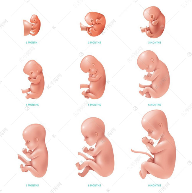 人类胎儿里面的图标集。素材图片免费下载-千库网