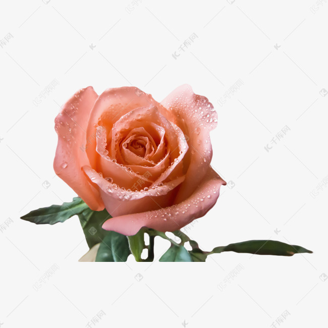 情人节鲜花素材图片免费下载-千库网