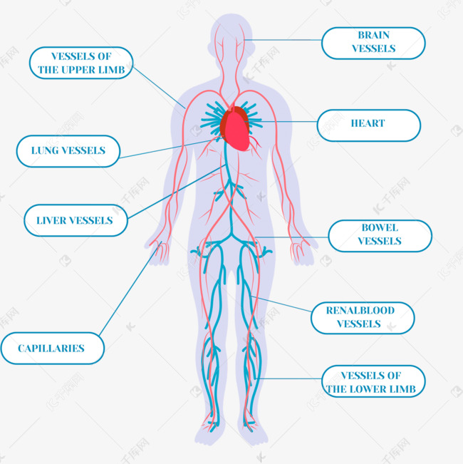 手绘卡通身体血管循环插画素材图片免费下载-千库网