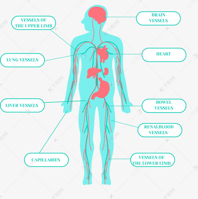 卡通手绘蓝色身体血管循环插画素材图片免费下载-千库网