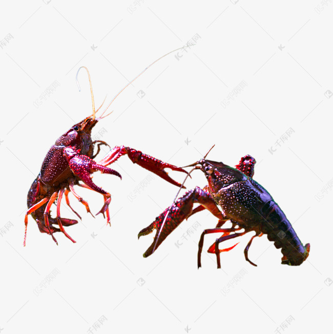 美食静物龙虾基围虾新鲜皮皮虾素材图片免费下载-千库网