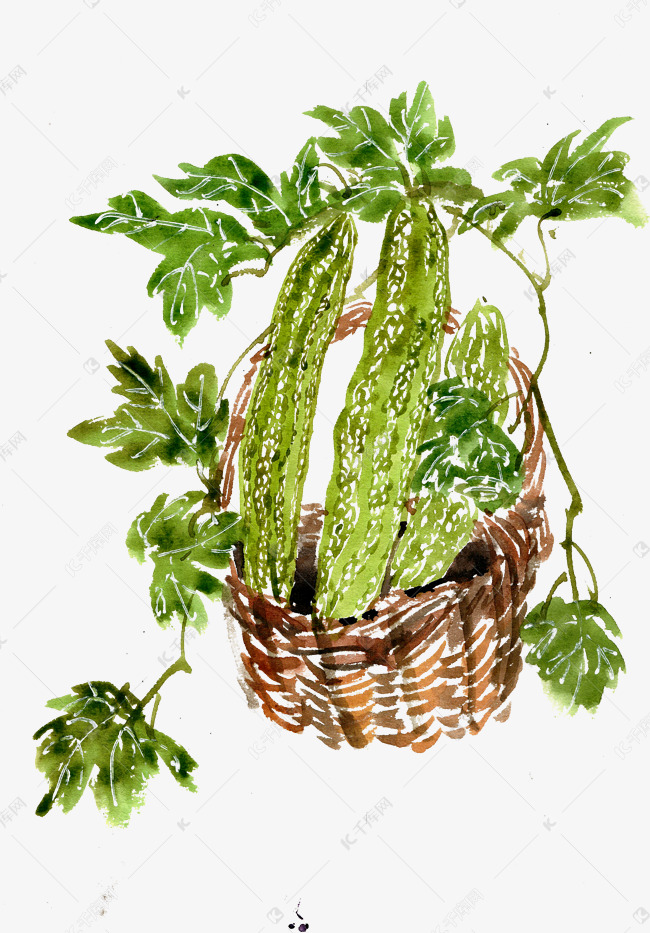 篮子里的苦瓜水墨素材图片免费下载-千库网