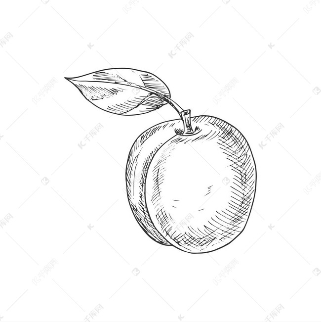 桃果素描。素材图片免费下载-千库网