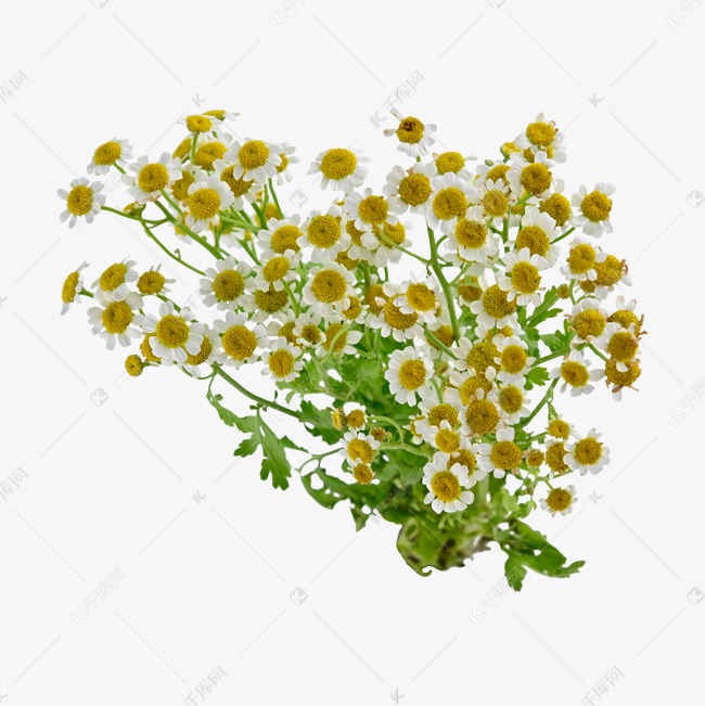 洋甘菊植物水养摆设鲜花素材图片免费下载-千库网