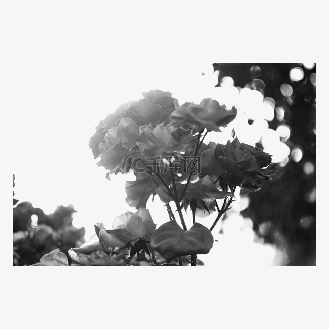 花花朵黑白黑白花朵素材图片免费下载-千库网