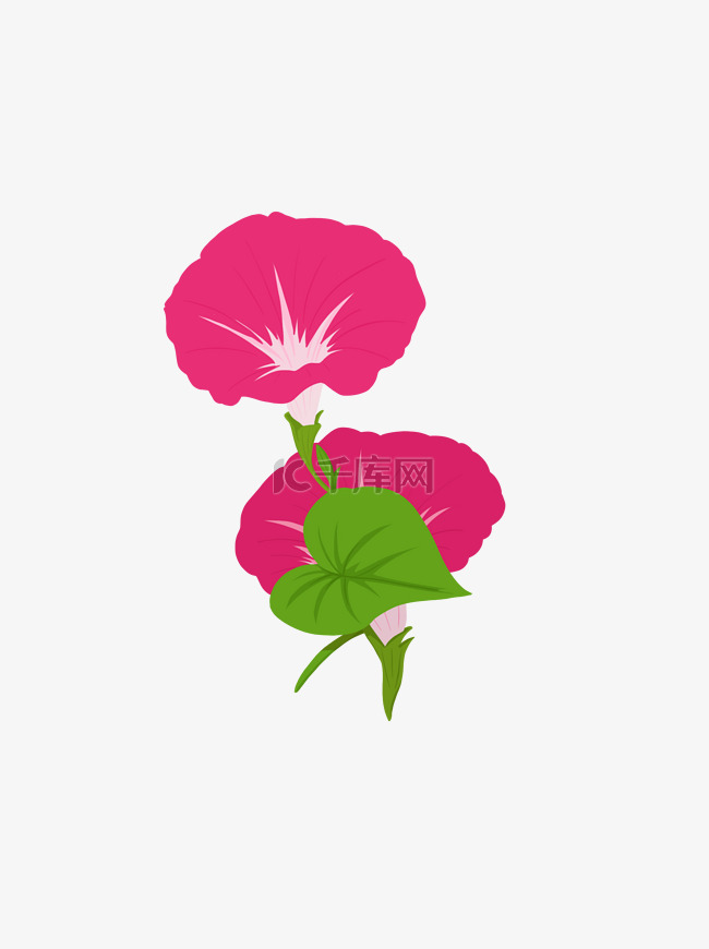 植物花牵牛花素材图片免费下载-千库网