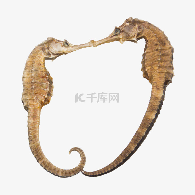 两个长尾巴动物素材图片免费下载-千库网