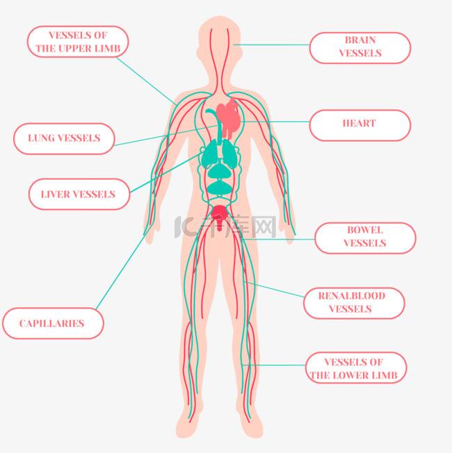 手绘卡通血管系统身体插画素材图片免费下载-千库网